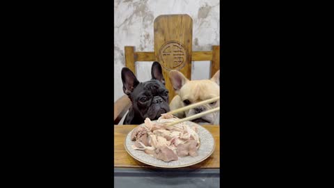 China: French Bulldogs in Hebei Caught on Camera Fighting Over Dinner