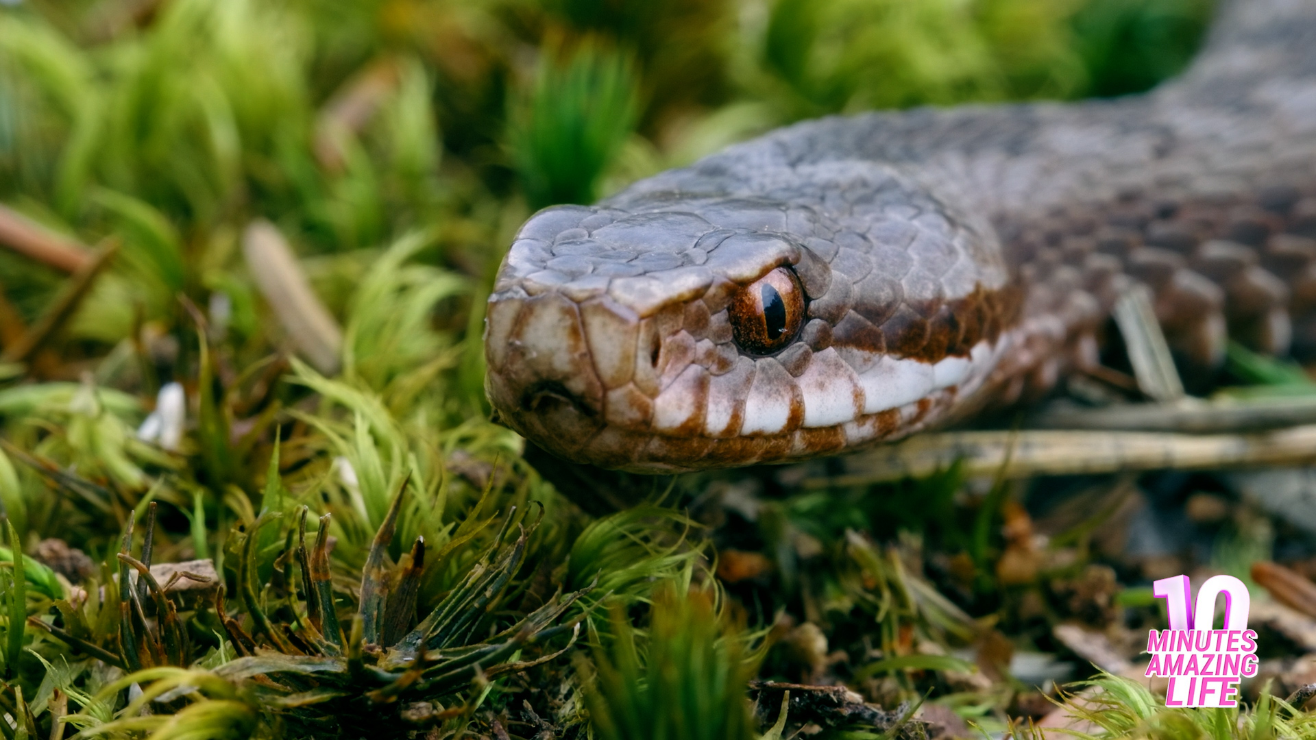What Makes the European Viper So Unique?