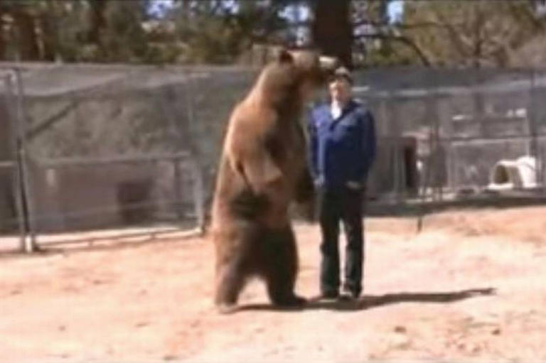 Hollywood animal trainer killed by his bear he raised in a horrific attack