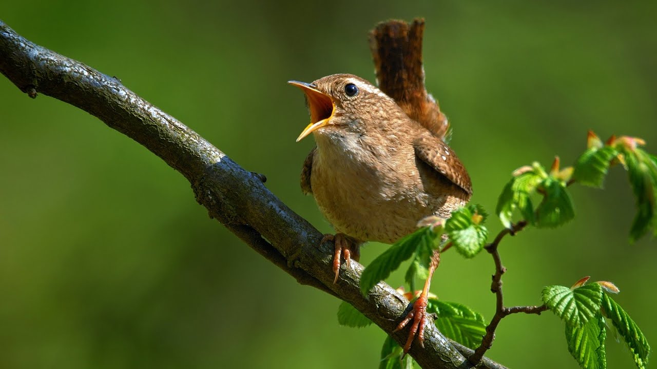 Kleiner Vogel mit großem Gesang – Der Zaunkönig