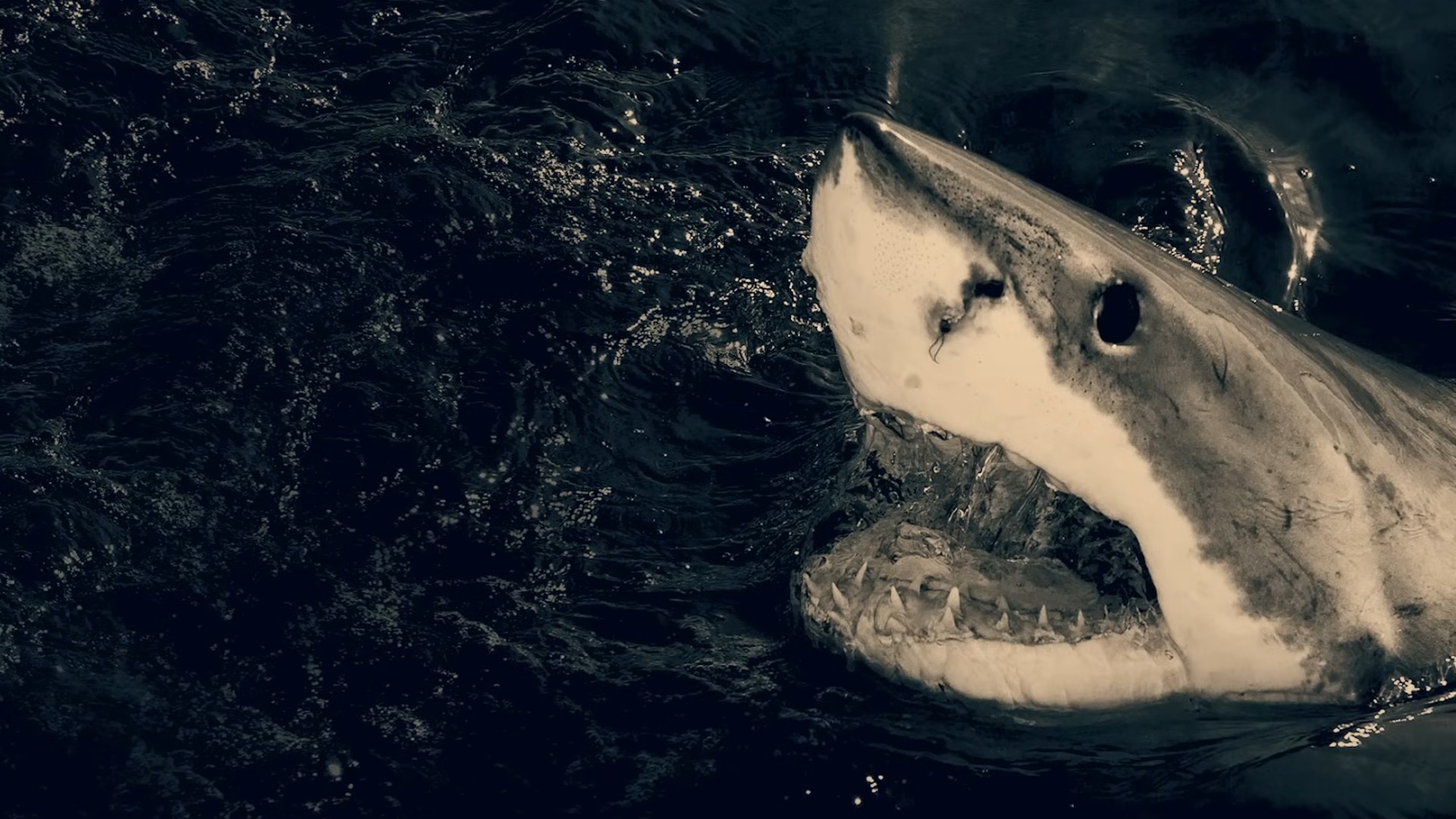This ‘Shark Attack’ Story Has Shadows No One Wants to Step Into