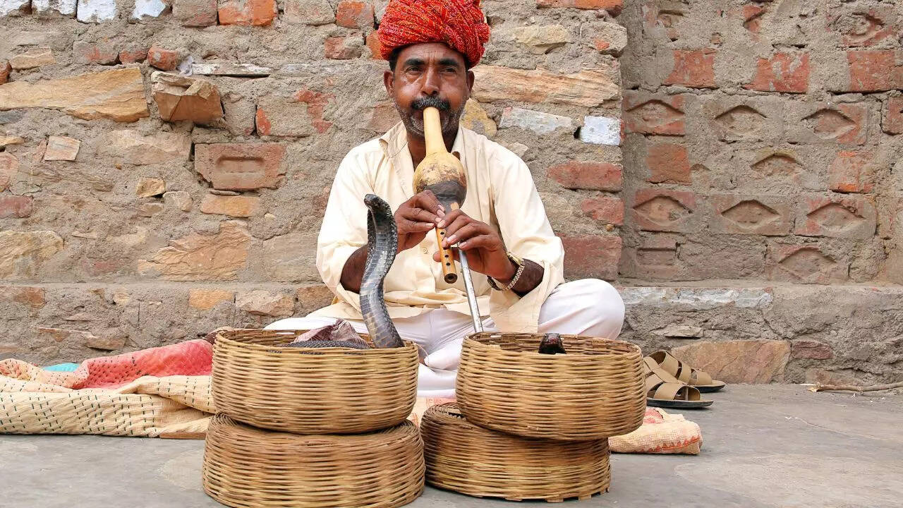 Do snakes really hear sounds like humans? Know the truth behind the ...