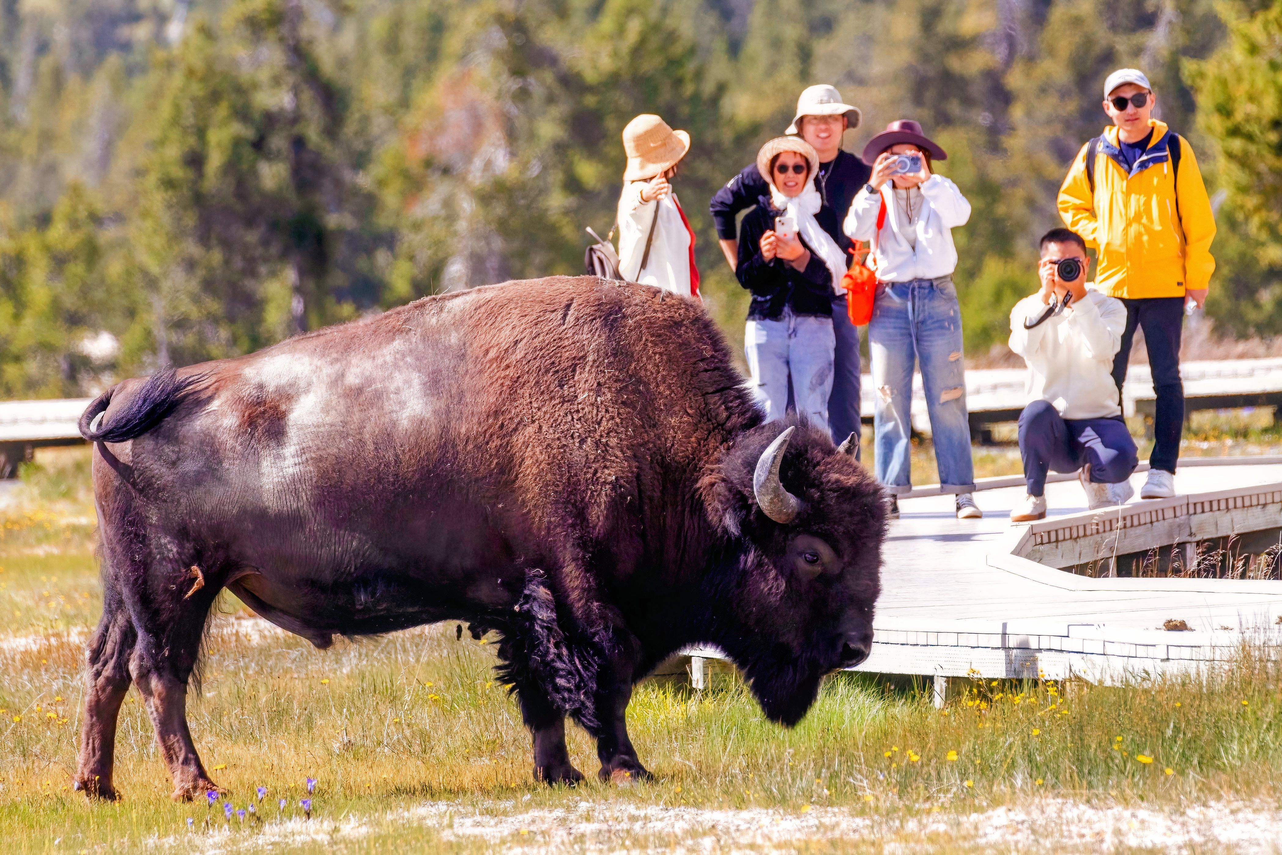 Yellowstone National Park Tourons Push Their Luck And Remind Everyone ...