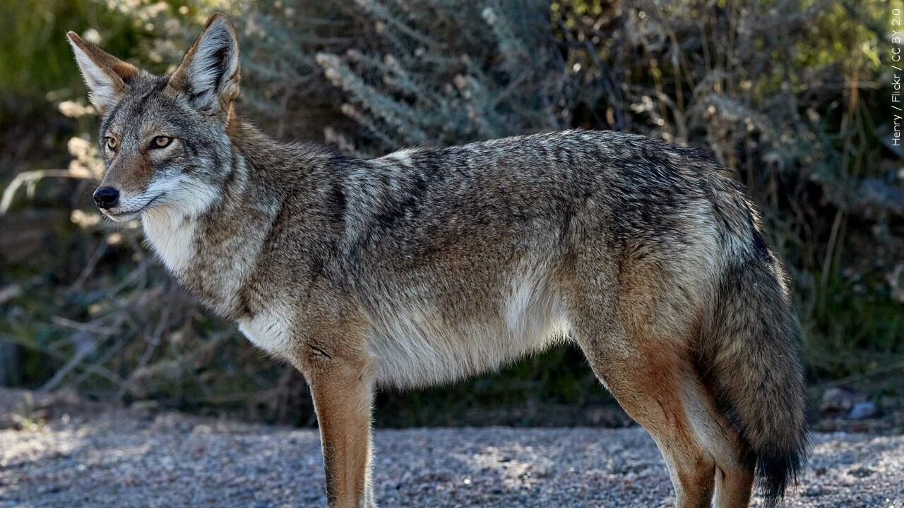Multiple coyote sightings prompt warning near Bois de Sioux Golf Course