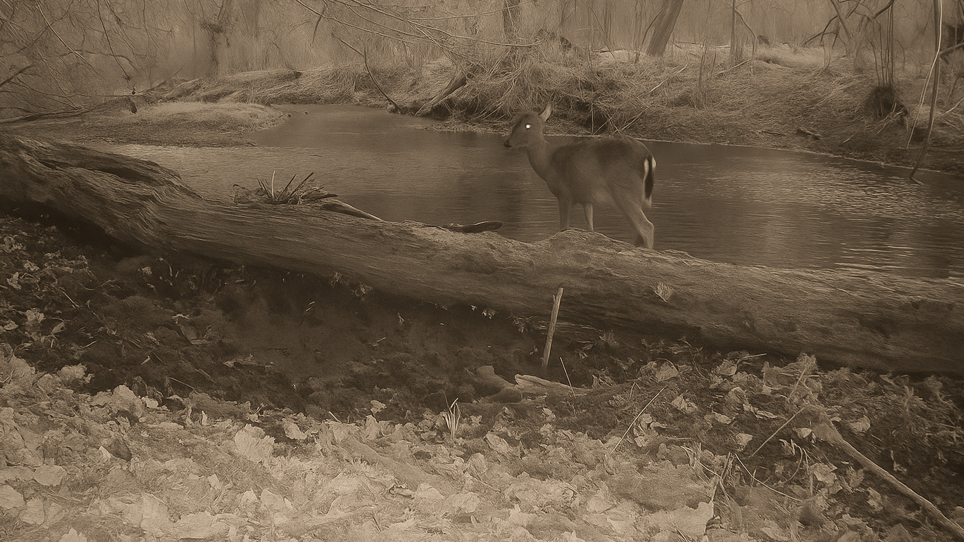 Une caméra animalière filmait la rivière – découvrez ce qu'elle a capturé