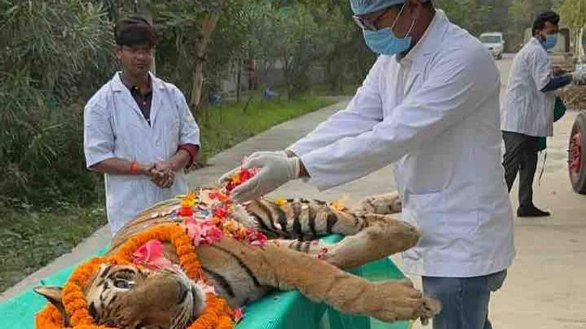 Tigress Malani Dies At Gorakhpur Zoo; Seventh Major Animal Death In ...