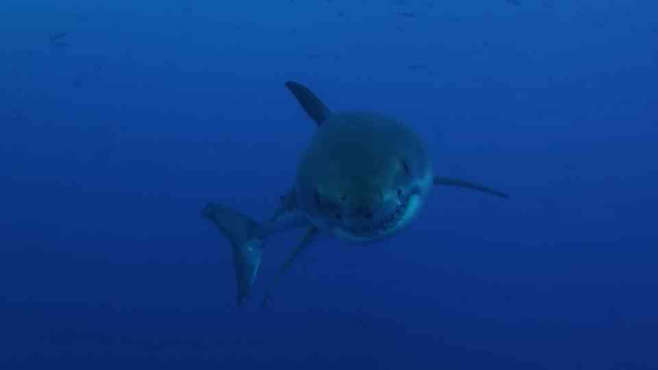 How great white sharks detect heartbeats across the ocean