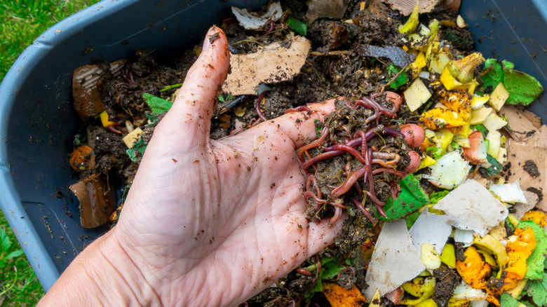 How To Use Worm Castings To Help Your Garden Thrive
