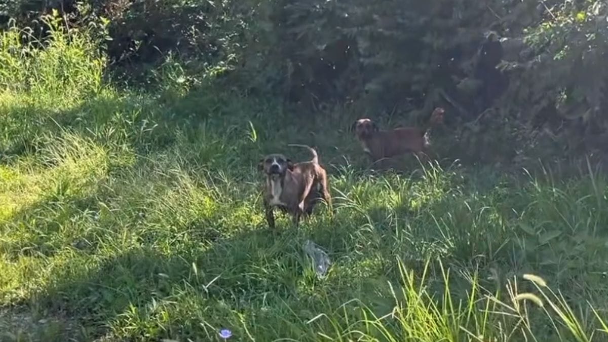 Dogs are found in an abandoned house and the rescue brings eight little ...