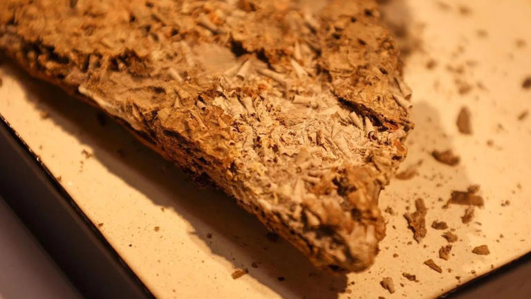 Mysterious 540 million-year-old fossil turns out to be a coral and ...