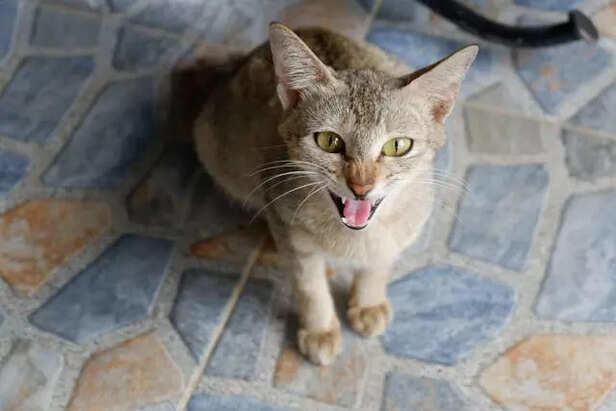 Is Your Cat Angry or Scared? Here’s Why Cats Hiss