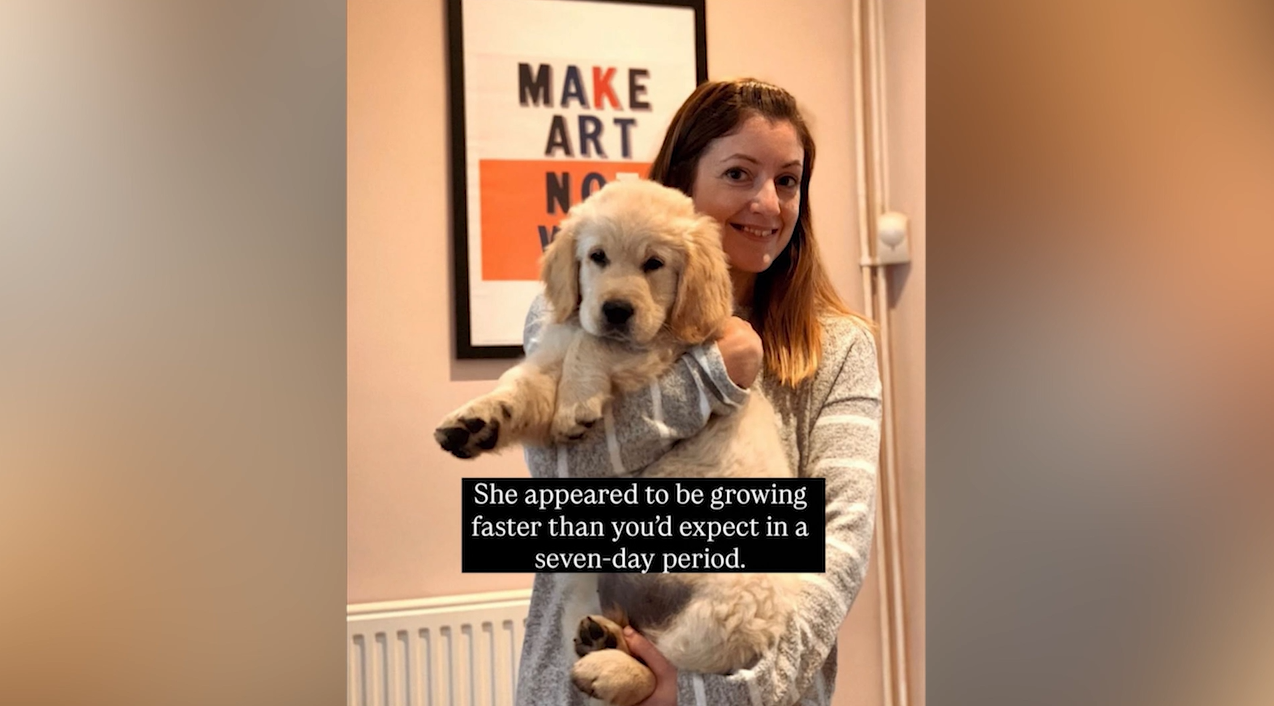 Puppy Appears To Grow Faster Than Usual, Nobody Ready For The Result