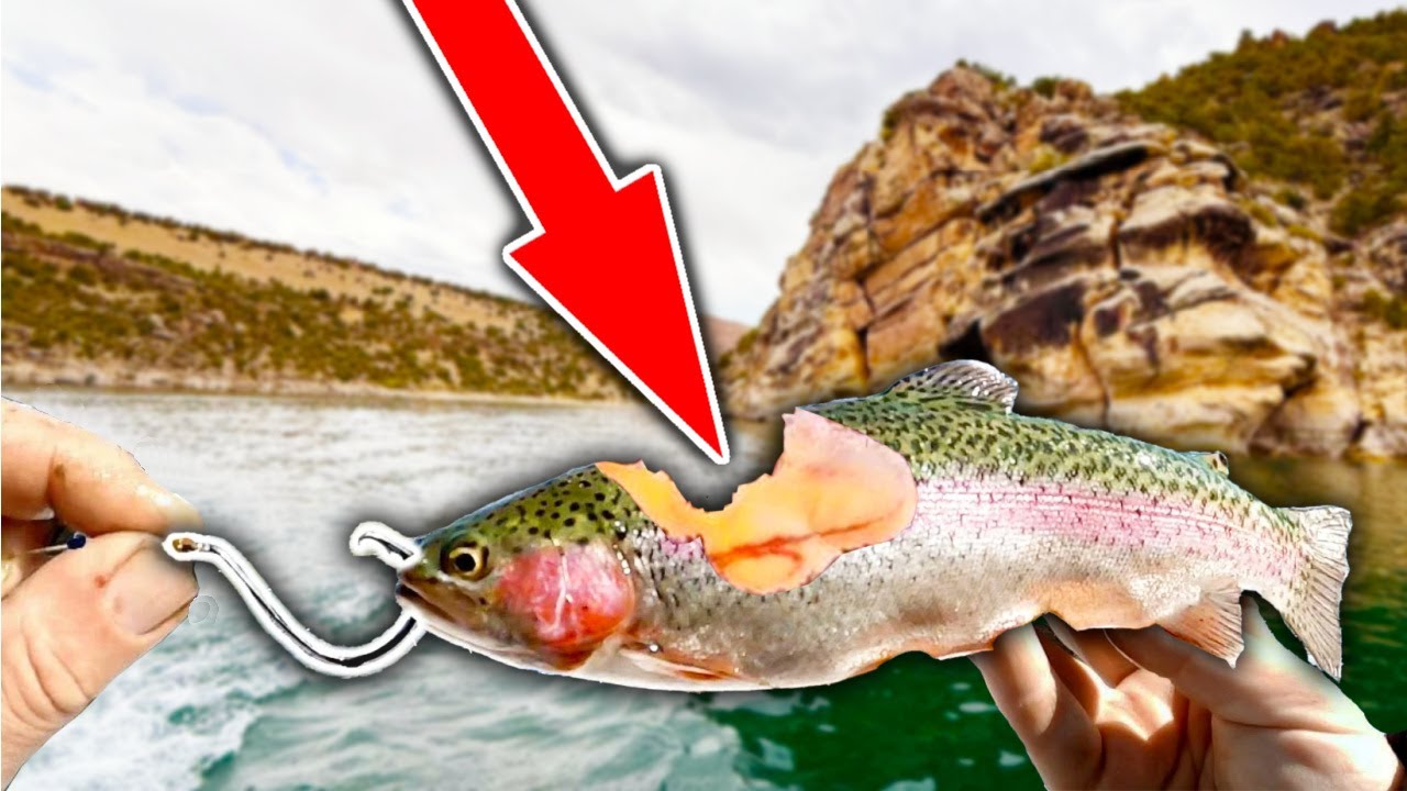 Savage fish are destroying the trout population