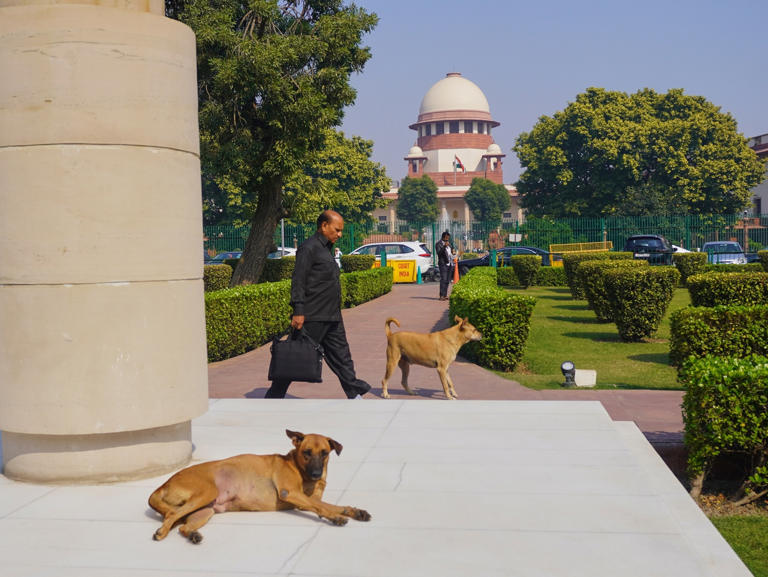 Indian court’s stray dog order mostly bark, animal rights groups say