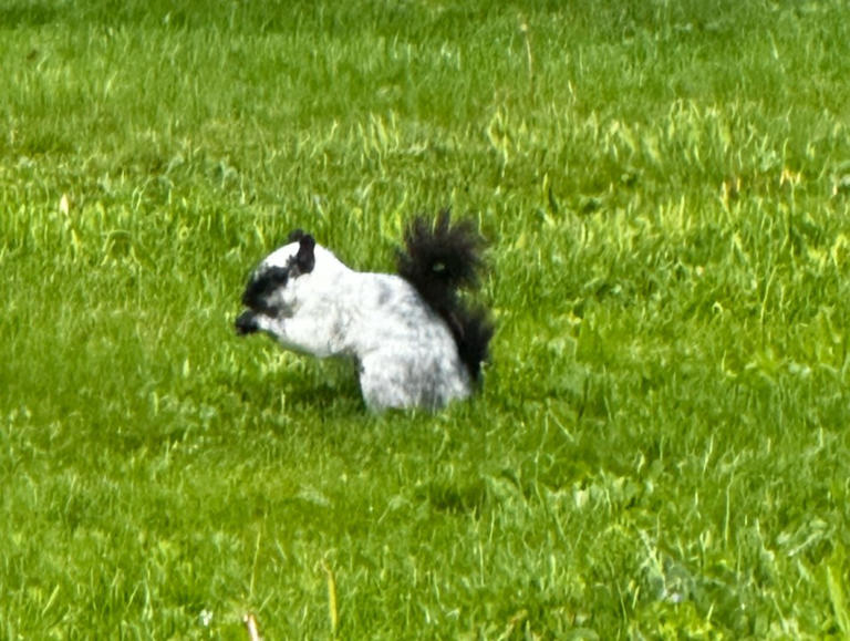 Skunk-like squirrel? Unusual critter spotted in NE Ohio