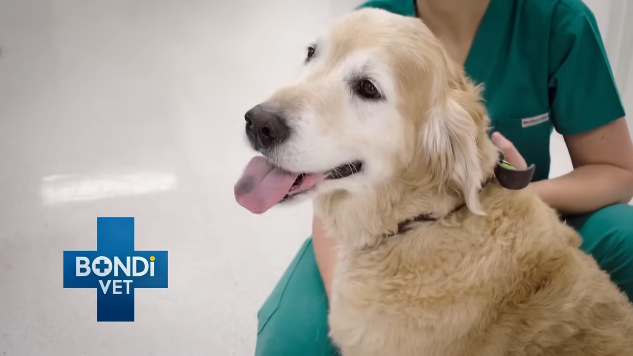 This is the story of a dog and a monster bone