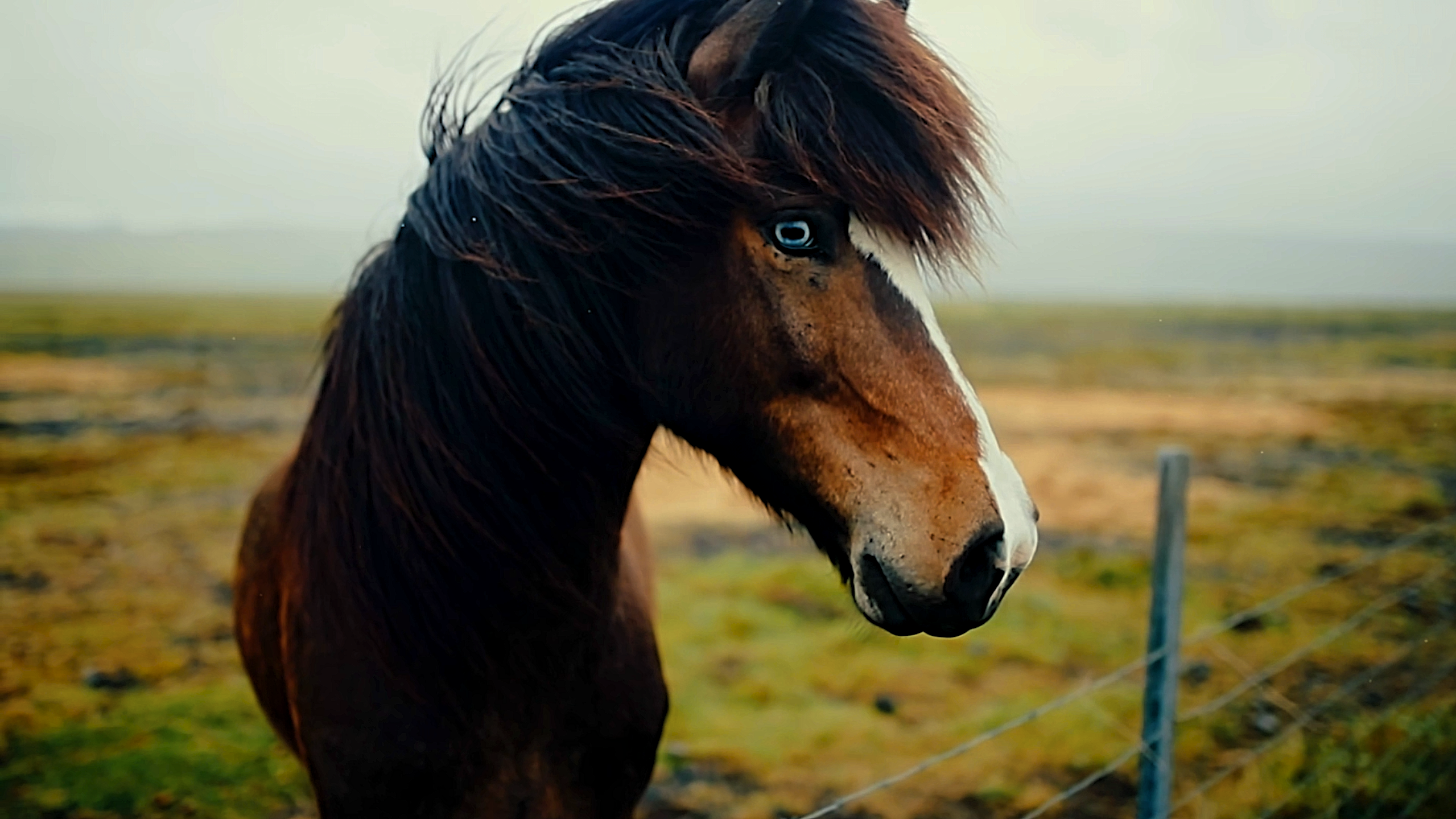 A Horse with Angel Eyes Is Captured in a Close-Up by a Stranger