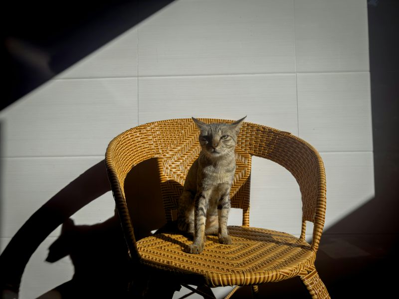 8 Of The Most Common Cat Diseases