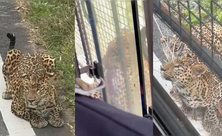 Video: Leopard Attacks Safari Vehicle In Karnataka, Injures 1