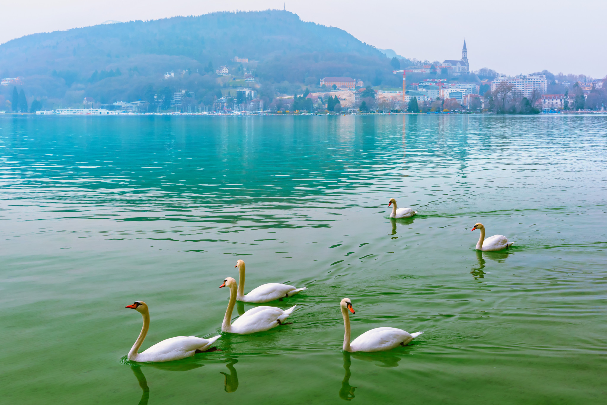 Pourquoi les cygnes disparaissent-ils peu à peu du lac d’Annecy?