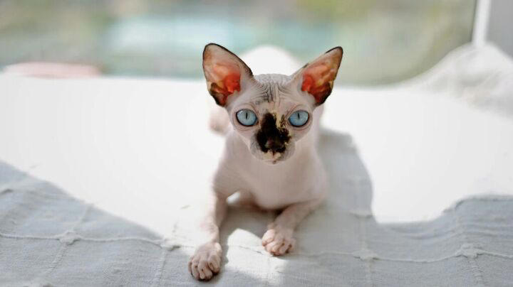 3 Fun Facts About Sphinx Cats