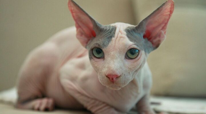 3 Fun Facts About Sphinx Cats