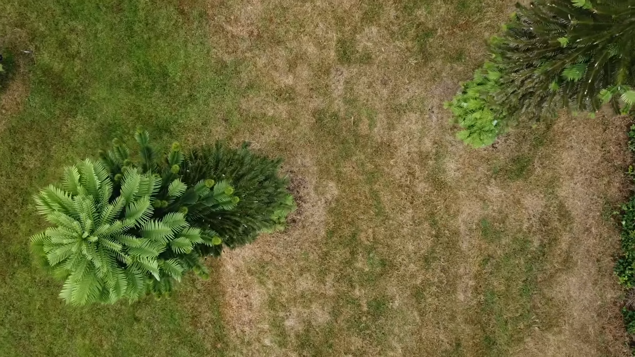 Australia’s Prehistoric Trees Are Thriving Far From Home