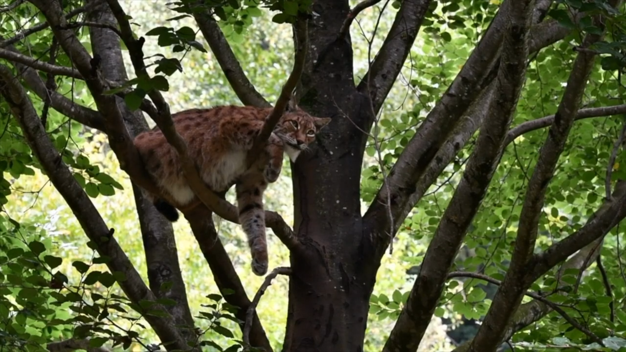 How apex predators rewild ecosystems and transform landscapes