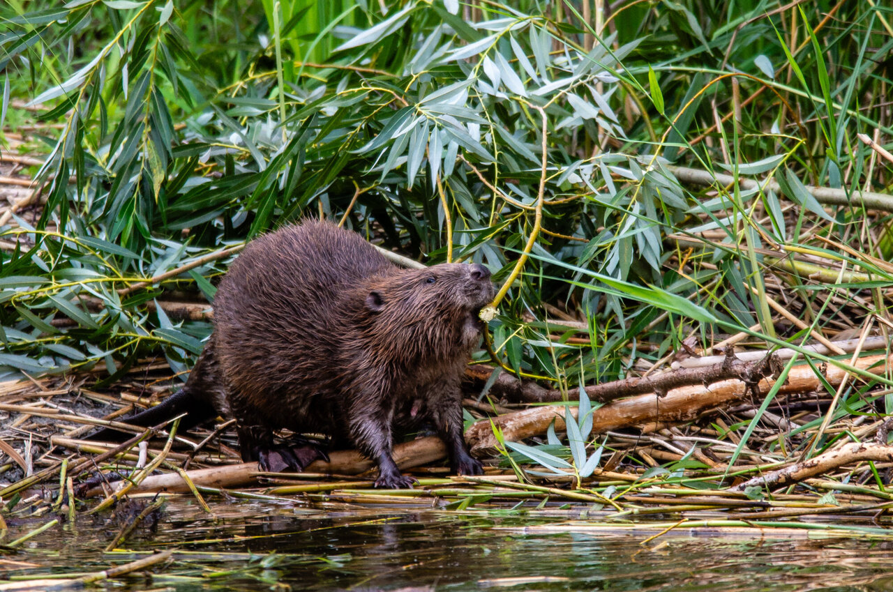 Beavers create habitats for bats and support endangered species