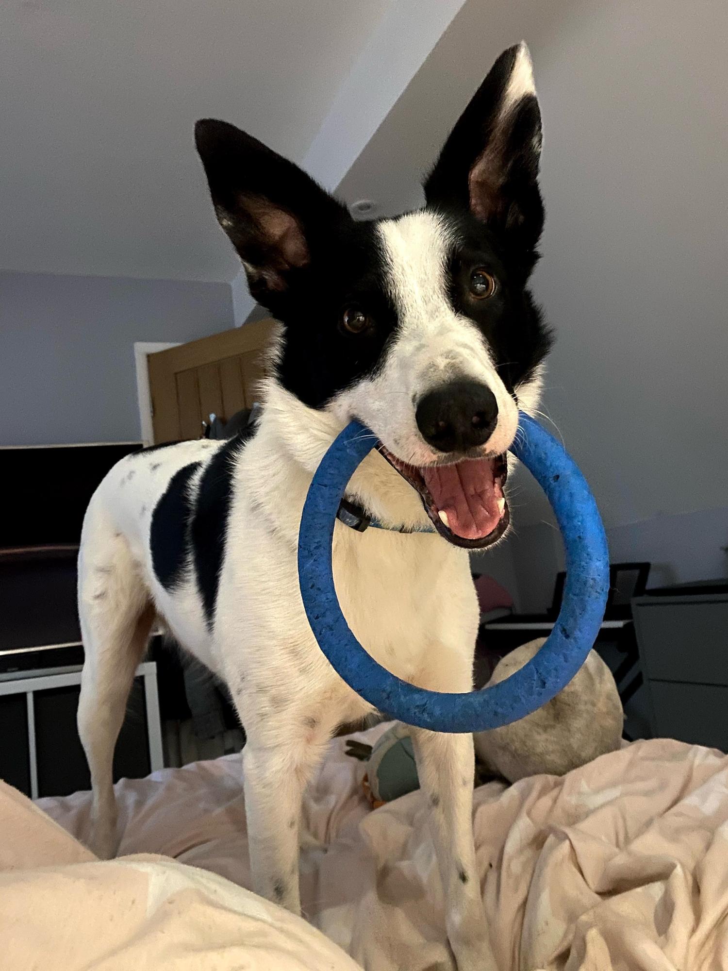 Vets warn Lancashire pet owners of the dangers of vaping and smoking ...