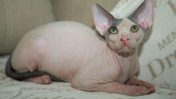 3 Fun Facts About Sphinx Cats