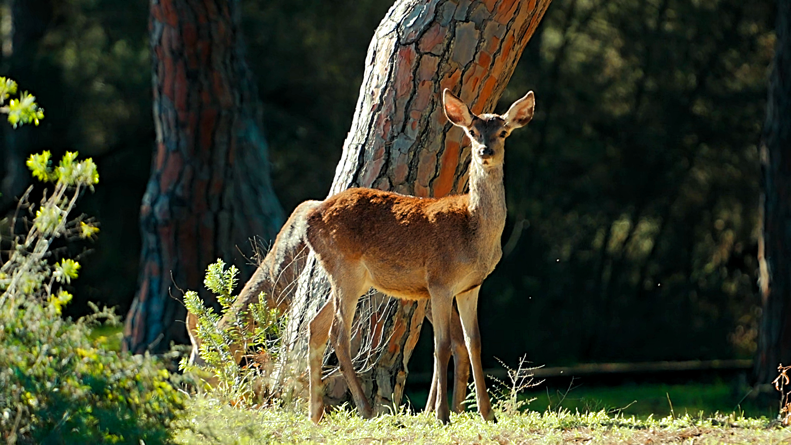 A Deer Noticed My Camera While I Was Filming in the Wild