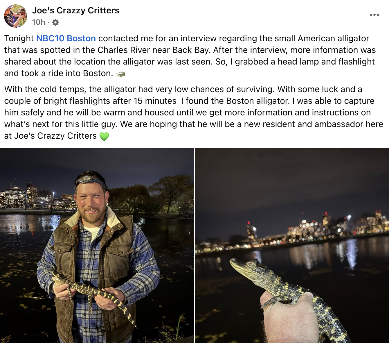 Heroic Rescue: Small Alligator Saved from Frigid Charles River in Boston