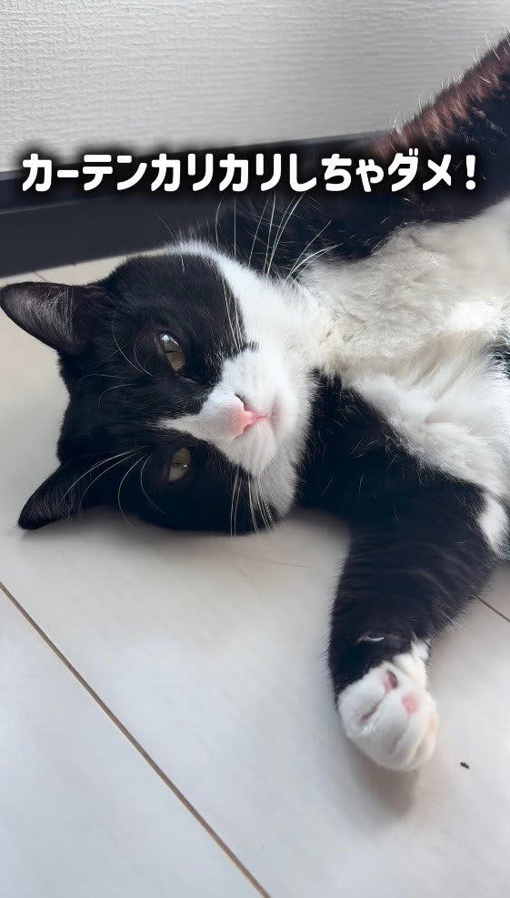 猫の様子を見に行くと、『カーテン』に…思わず笑みがこぼれる『可愛すぎる格好』が132万再生「ニヤニヤした」「釣られ方にもう悶絶」