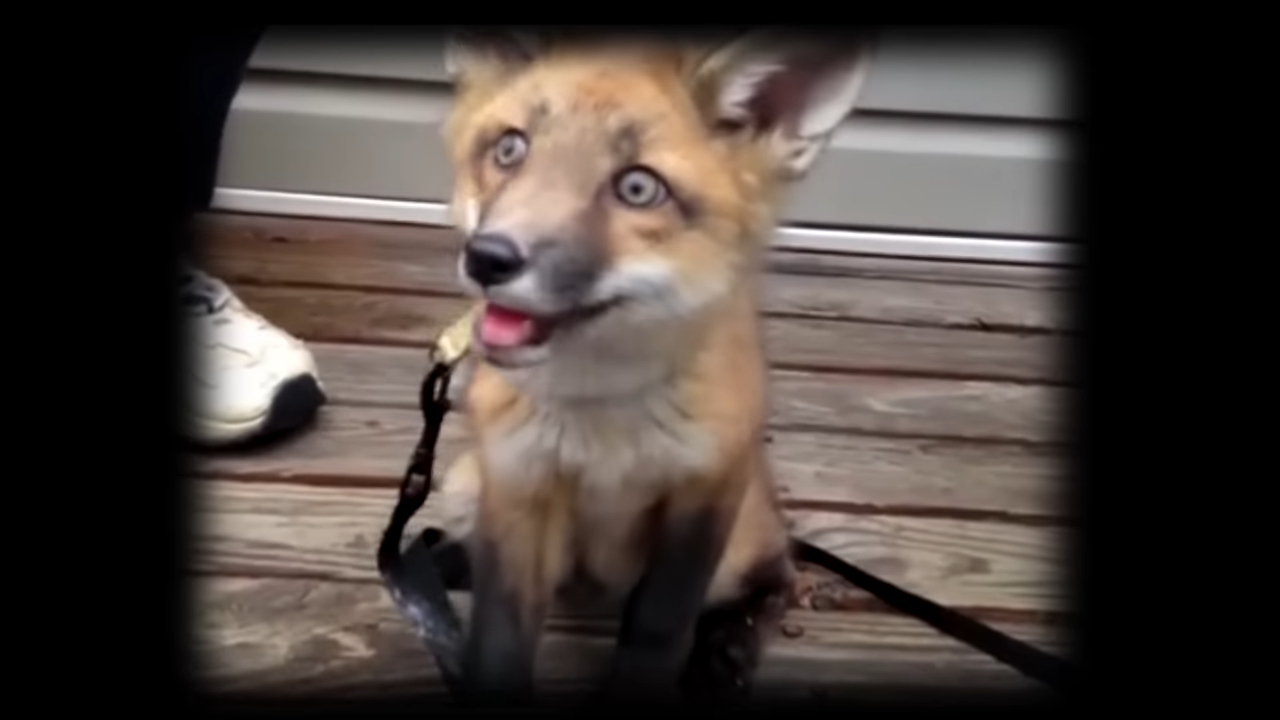 Behind the Scenes of Russia’s Pet Fox Experiment