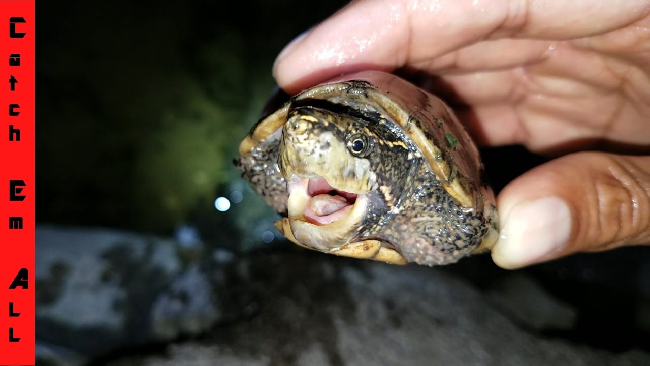 We found tiny turtles under attack and the fight to save them got intense