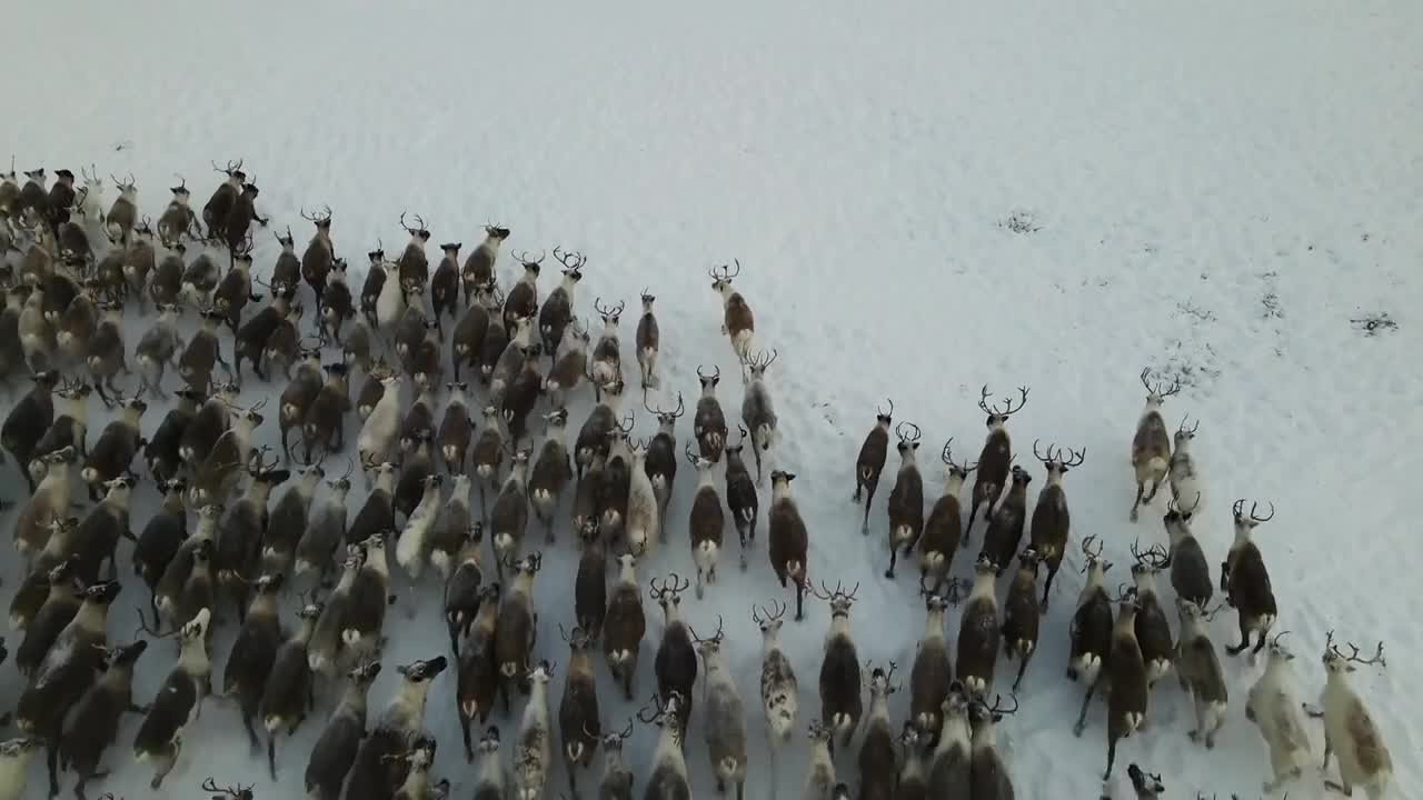 Drone Views of Reindeer On Arctic Plains