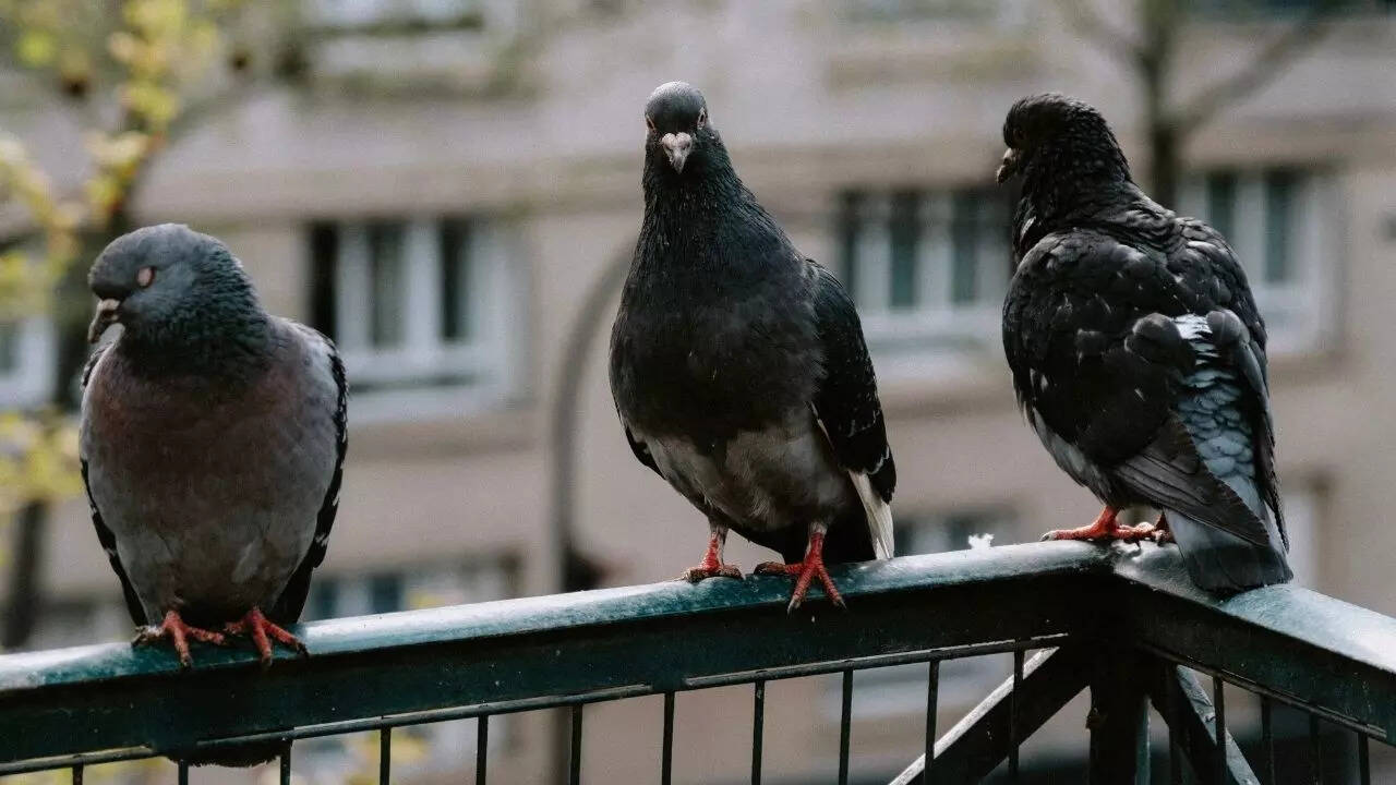 How to keep pigeons away from your apartment balcony naturally