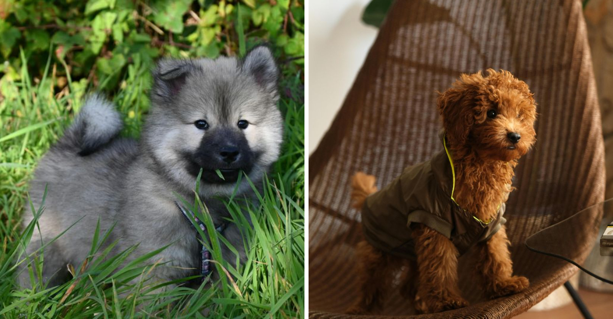 12 Dog Breeds That Look Like Teddy Bears