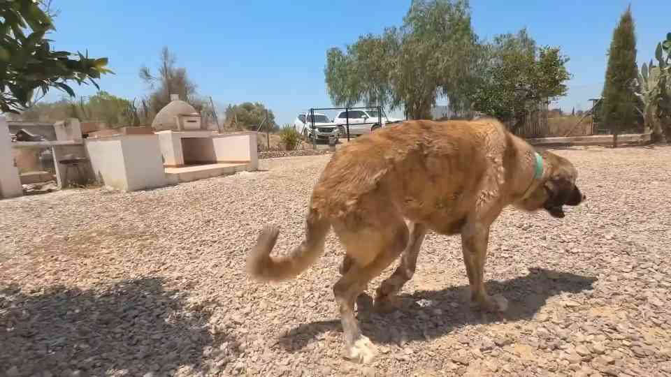This is the story of the dog everyone gave up on