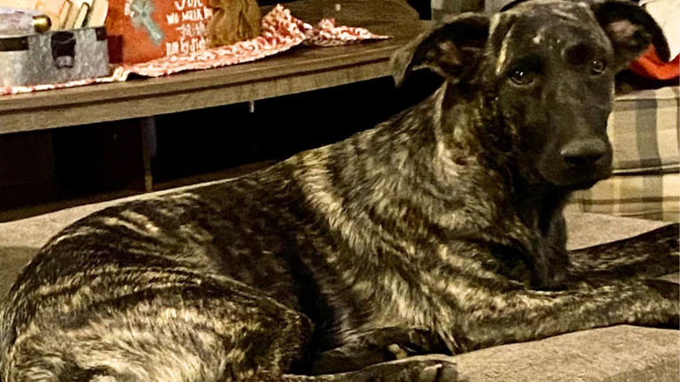 This 1-Year-Old Dutch Shepherd Mix Girl is Hoping to Form a Bond With ...