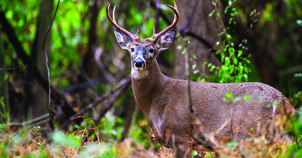 Collisions with deer continue; latest north of Houston on Thursday