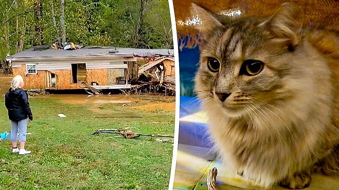Cat makes miraculous return home one year after Hurricane Helene hit ...