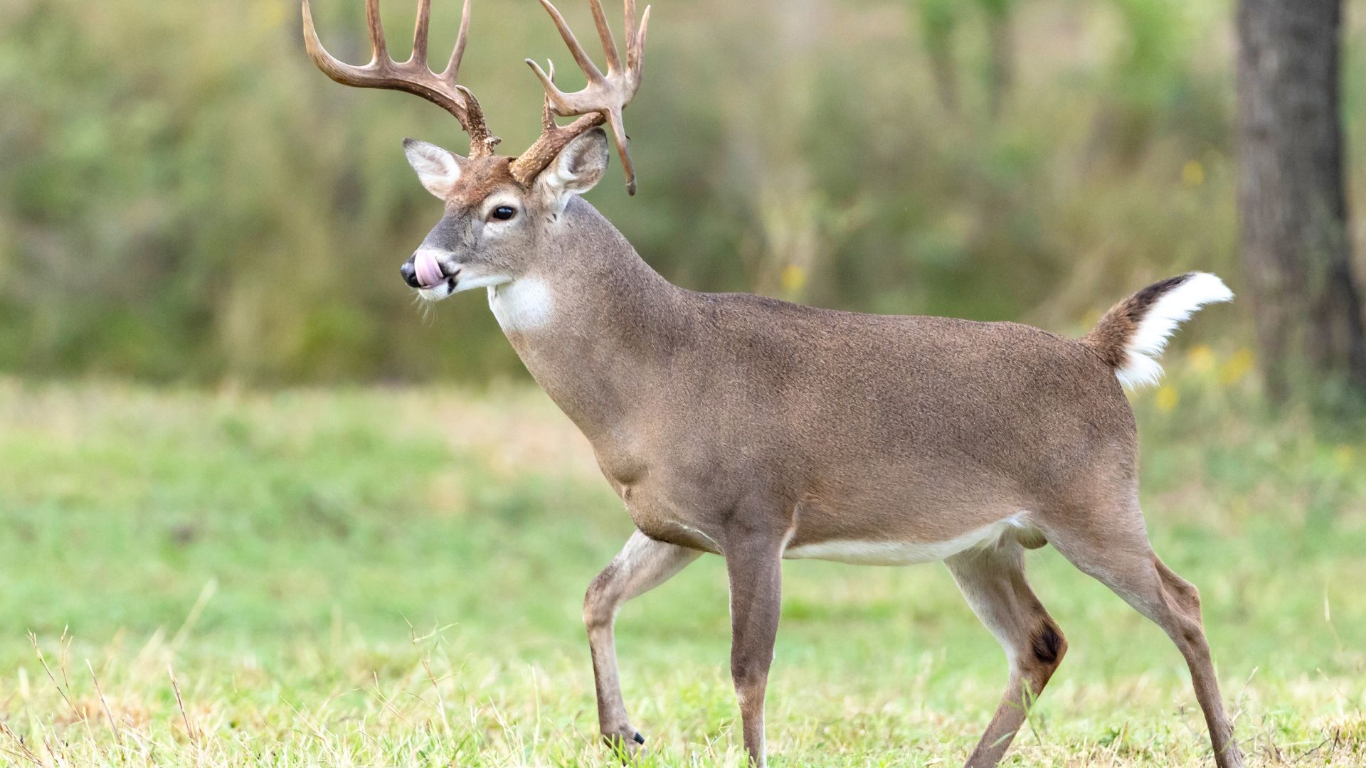 Calibers you need to stop deer hunting with