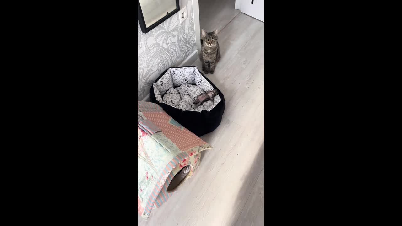 Mother cat lovingly watches over sleeping kitten in Ufa, Russia