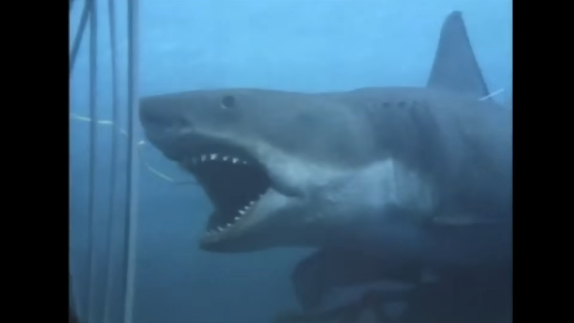What jaws totally messed up about sharks