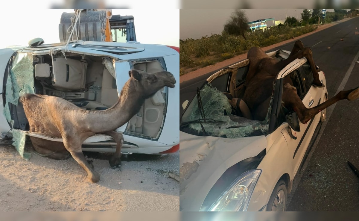 Camel Breaks Through Car's Roof, Gets Stuck After Head-On Crash In ...