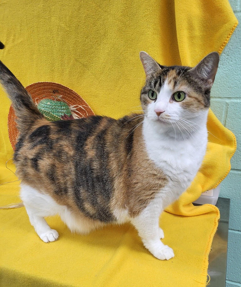 Humane Society highlights two pets seeking homes