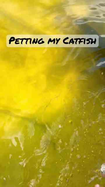 Petting my pet catfish