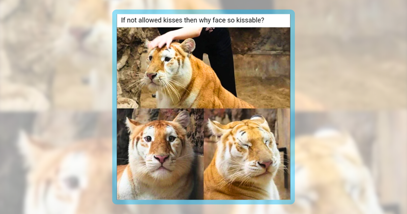 22 Random Animal Meme Menagerie to Monch on During Lunch Break